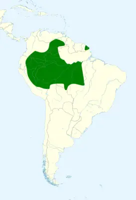 Celeus grammicus - факти, дієта, ареал і фотографії на Animalia.bio