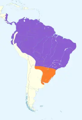 Southern rough-winged swallow - Facts, Diet, Habitat & Pictures on ...