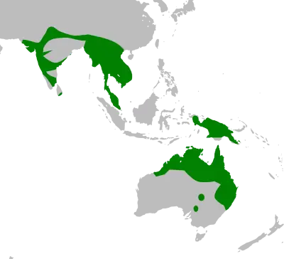 Black-necked stork - Facts, Diet, Habitat & Pictures on Animalia.bio