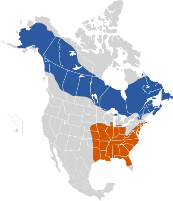 Rusty blackbird - Facts, Diet, Habitat & Pictures on Animalia.bio