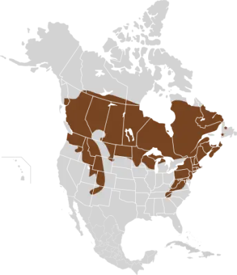 Southern red-backed vole - Facts, Diet, Habitat & Pictures on Animalia.bio