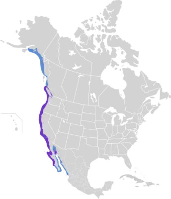 Brandt's cormorant - Facts, Diet, Habitat & Pictures on Animalia.bio