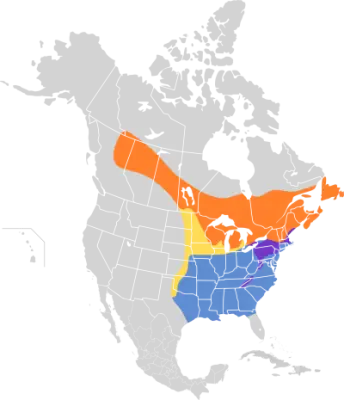 Winter wren - Facts, Diet, Habitat & Pictures on Animalia.bio