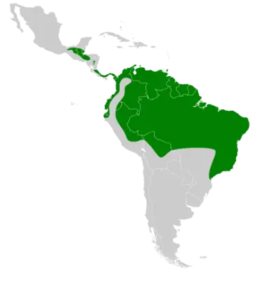 Phylloderma stenops - факти, дієта, ареал і фотографії на Animalia.bio