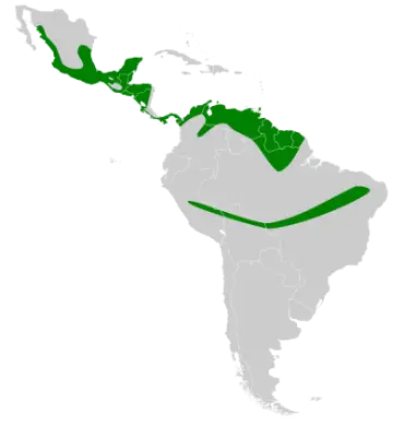 Wagner's mustached bat - Facts, Diet, Habitat & Pictures on Animalia.bio