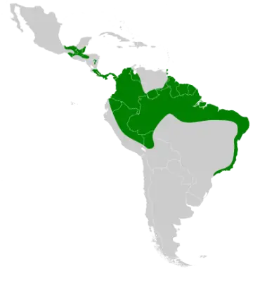 Spix's disk-winged bat - Facts, Diet, Habitat & Pictures on Animalia.bio