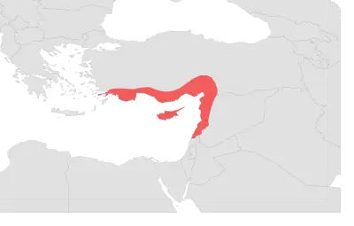 Ablepharus budaki - Facts, Diet, Habitat & Pictures on Animalia.bio