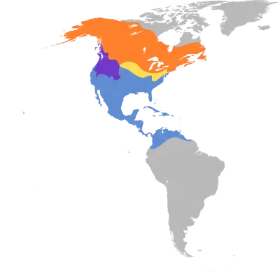 Wilson's snipe - Facts, Diet, Habitat & Pictures on Animalia.bio