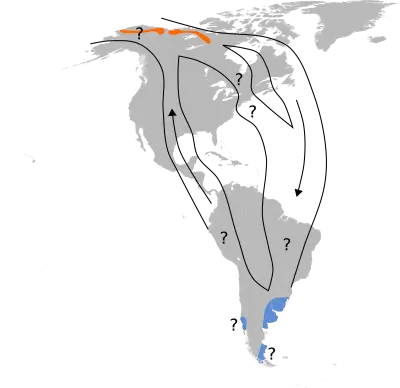 Eskimo curlew - Facts, Diet, Habitat & Pictures on Animalia.bio