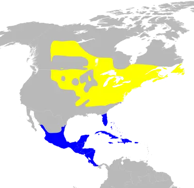 Ovenbird - Facts, Diet, Habitat & Pictures on Animalia.bio