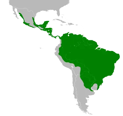 Ruddy ground dove - Facts, Diet, Habitat & Pictures on Animalia.bio