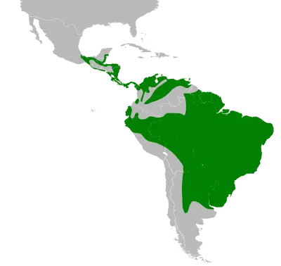 Tapera naevia - Facts, Diet, Habitat & Pictures on Animalia.bio