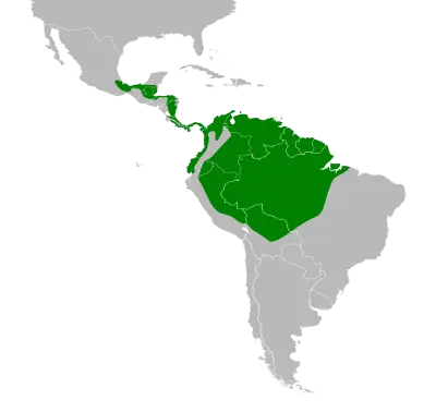 Great tinamou - Facts, Diet, Habitat & Pictures on Animalia.bio