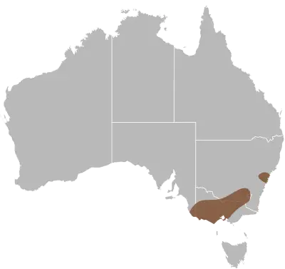 Delma impar - факти, дієта, ареал і фотографії на Animalia.bio