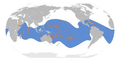 Brown noddy - Facts, Diet, Habitat & Pictures on Animalia.bio
