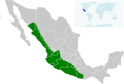 Hairy fruit-eating bat - Facts, Diet, Habitat & Pictures on Animalia.bio