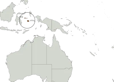 Buru babirusa - Facts, Diet, Habitat & Pictures on Animalia.bio