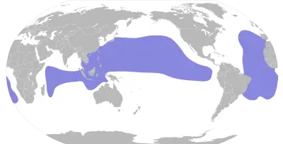 Bulwer's petrel - Facts, Diet, Habitat & Pictures on Animalia.bio