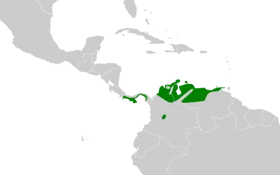 Lance-tailed manakin - Facts, Diet, Habitat & Pictures on Animalia.bio