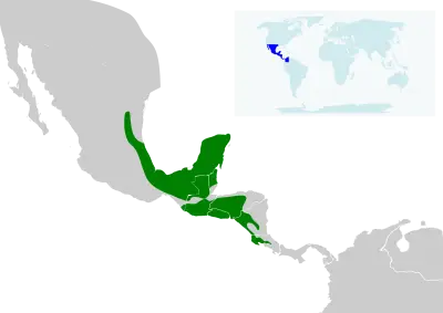 Canivet's emerald - Facts, Diet, Habitat & Pictures on Animalia.bio