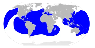 Leatherback sea turtle - Facts, Diet, Habitat & Pictures on Animalia.bio