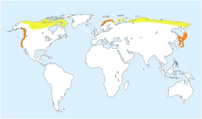 Yellow-billed loon - Facts, Diet, Habitat & Pictures on Animalia.bio