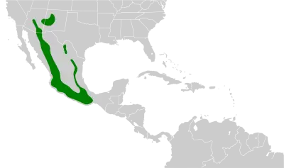Mountain pygmy owl - Facts, Diet, Habitat & Pictures on Animalia.bio