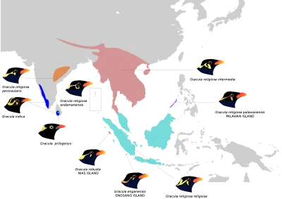 Common hill myna - Facts, Diet, Habitat & Pictures on Animalia.bio