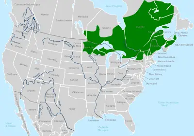 Mink frog - Facts, Diet, Habitat & Pictures on Animalia.bio