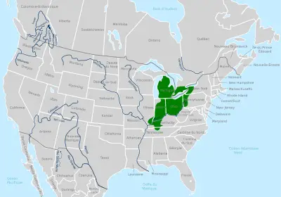 Western chorus frog - Facts, Diet, Habitat & Pictures on Animalia.bio