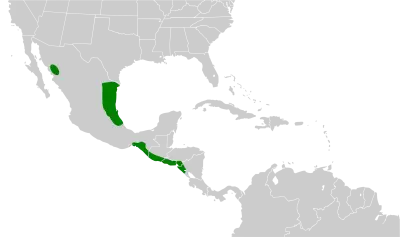 Green parakeet - Facts, Diet, Habitat & Pictures on Animalia.bio