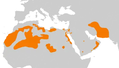 Crowned sandgrouse - Facts, Diet, Habitat & Pictures on Animalia.bio