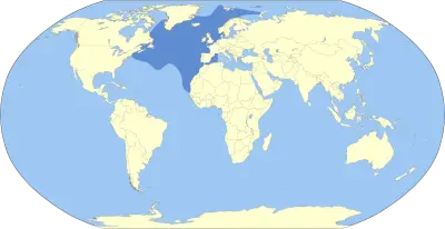 Great skua - Facts, Diet, Habitat & Pictures on Animalia.bio