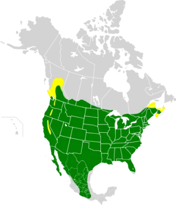 House Finch - Facts, Diet, Habitat & Pictures on Animalia.bio
