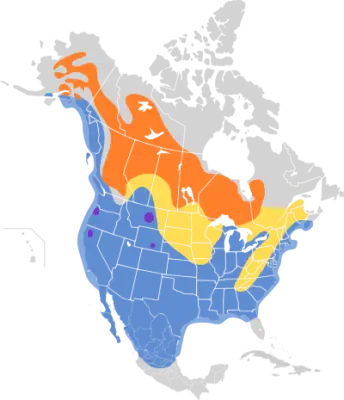 Bufflehead - Facts, Diet, Habitat & Pictures on Animalia.bio