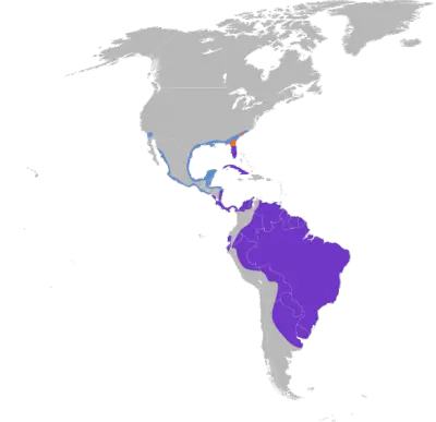 Wood Stork - Facts, Diet, Habitat & Pictures on Animalia.bio