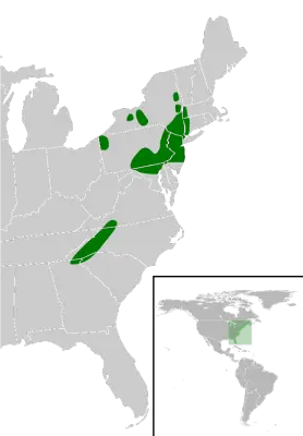 Bog Turtle - Facts, Diet, Habitat & Pictures on Animalia.bio