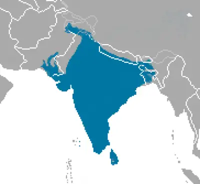 Indian Pangolin - Facts, Diet, Habitat & Pictures on Animalia.bio