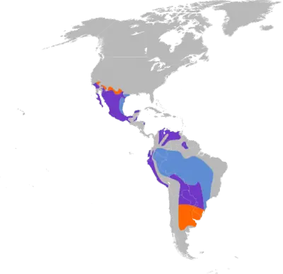 Vermilion Flycatcher - Facts, Diet, Habitat & Pictures on Animalia.bio