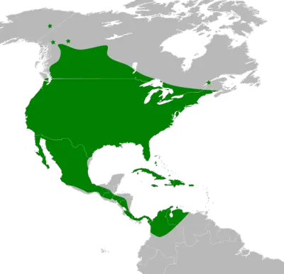 Big Brown Bat - Facts, Diet, Habitat & Pictures on Animalia.bio