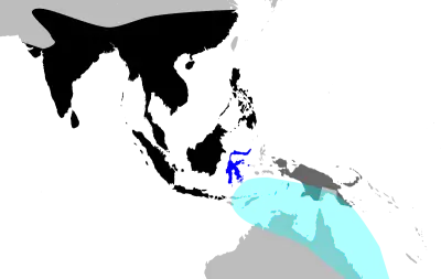 Asian Koel - Facts, Diet, Habitat & Pictures on Animalia.bio