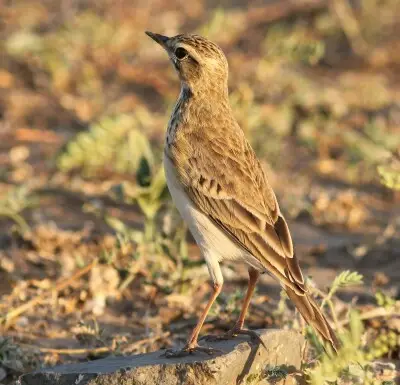 African pipit - Facts, Diet, Habitat & Pictures on Animalia.bio