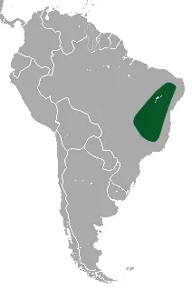 Cryptonanus agricolai - Facts, Diet, Habitat & Pictures on Animalia.bio