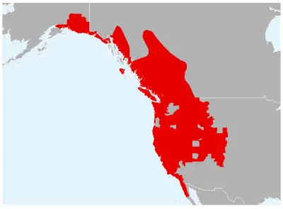 Western toad - Facts, Diet, Habitat & Pictures on Animalia.bio