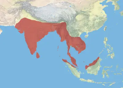 Baya weaver - Facts, Diet, Habitat & Pictures on Animalia.bio