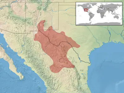 Trans-Pecos rat snake - Facts, Diet, Habitat & Pictures on Animalia.bio