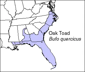 Oak toad - Facts, Diet, Habitat & Pictures on Animalia.bio