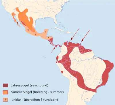 Zone-tailed hawk - Facts, Diet, Habitat & Pictures on Animalia.bio