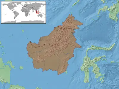 Calamaria bicolor - Facts, Diet, Habitat & Pictures on Animalia.bio