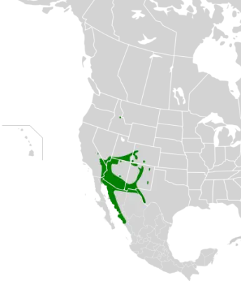 Gambel's Quail - Facts, Diet, Habitat & Pictures on Animalia.bio